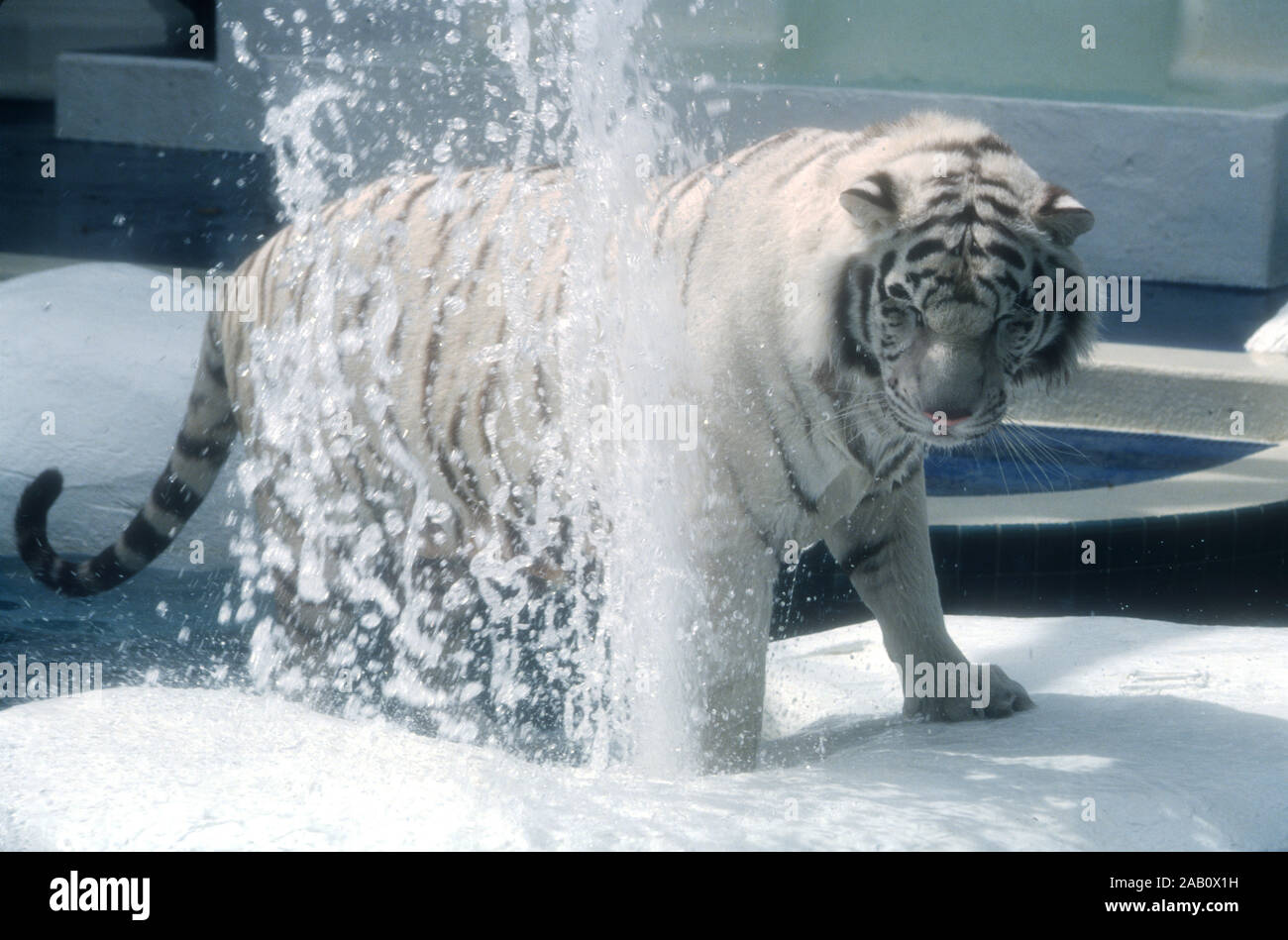 Las Vegas, Nevada, USA 11th March 1995 A Royal White Tiger at Siegfried ...