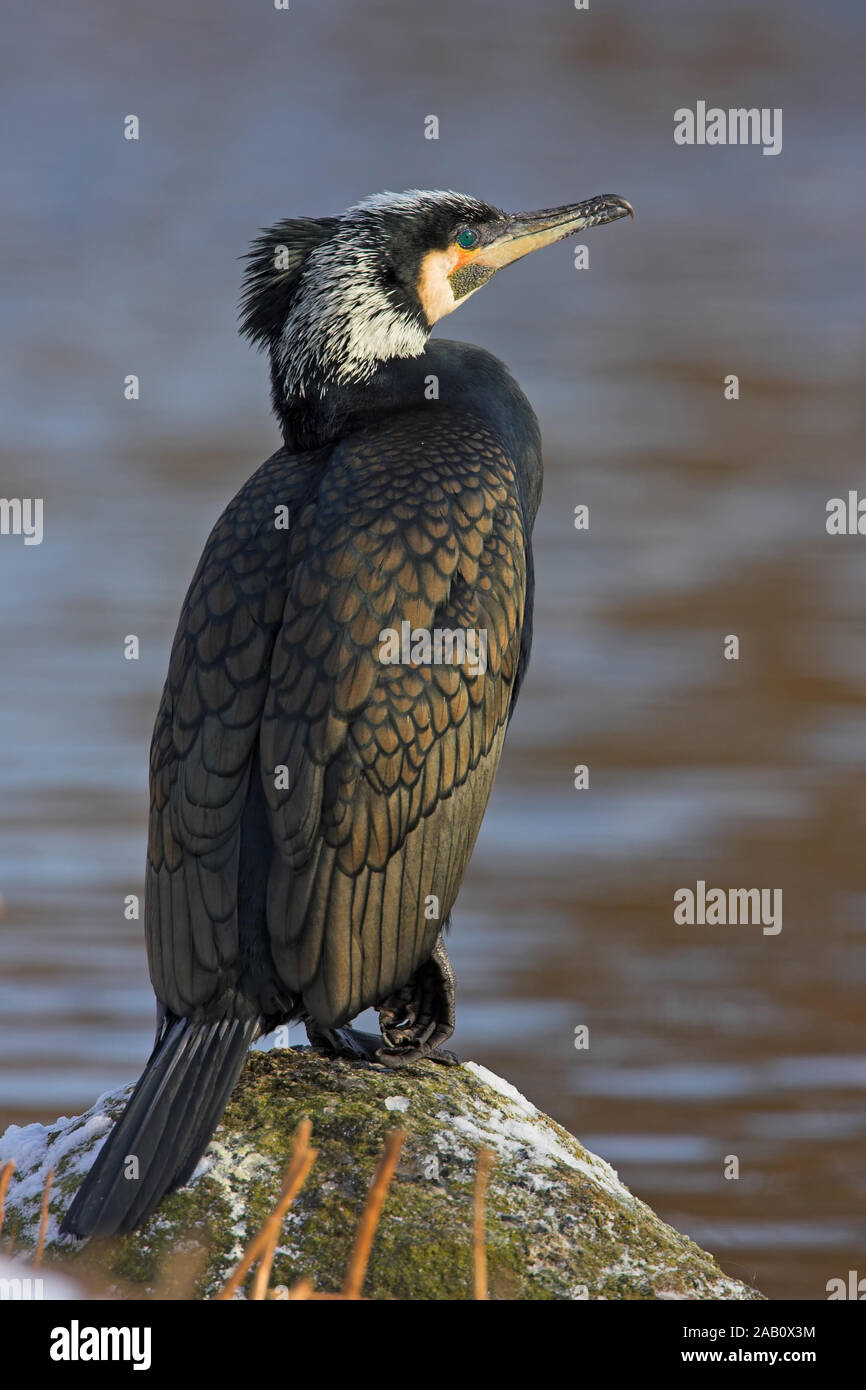 Kormoran| Great Cormorant - Grand Cormoran Stock Photo - Alamy