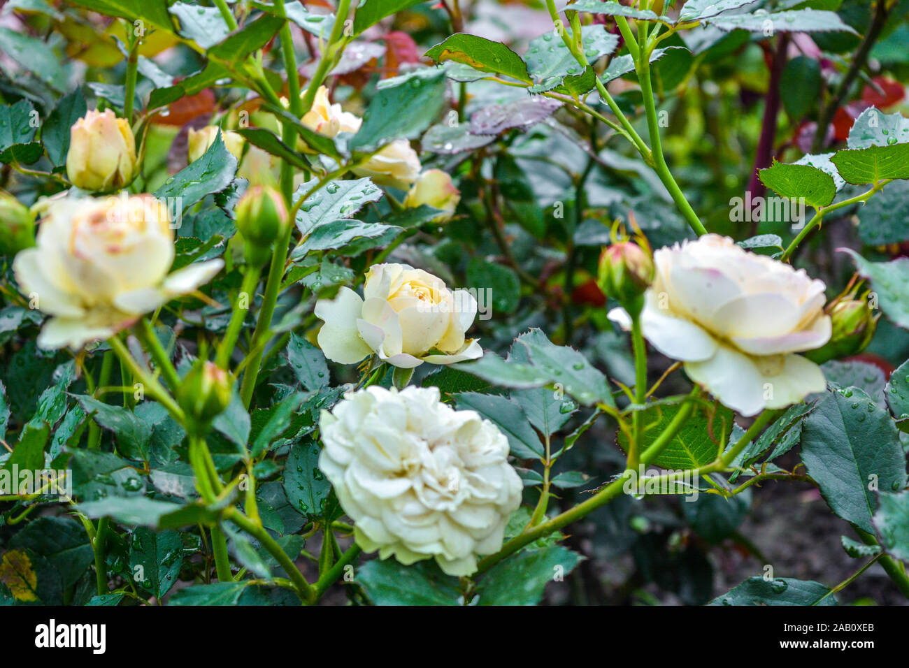 Light cream pink rose flower bush with rain water drops. Close-up photo ...