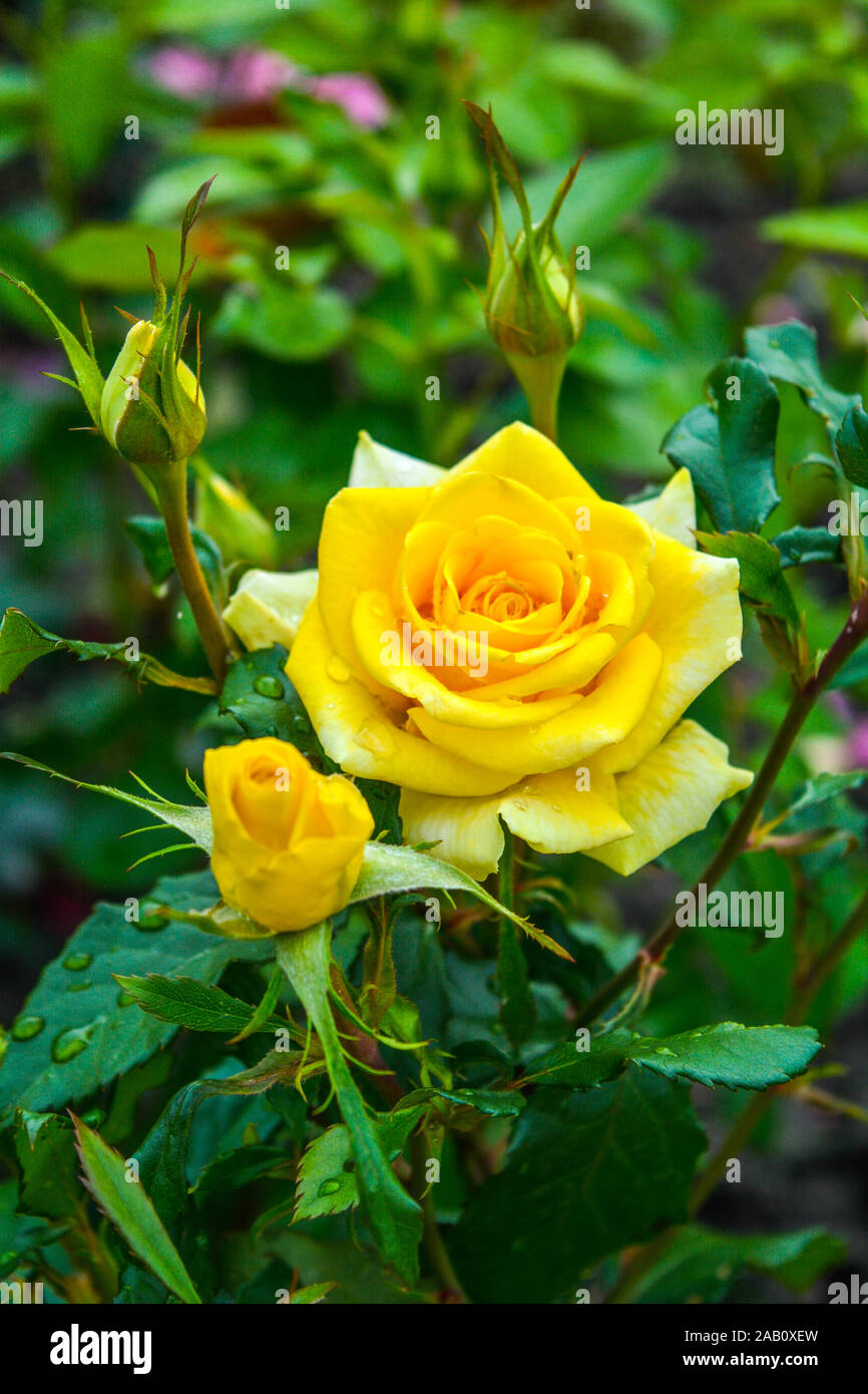 Yellow Roses With Water Drops