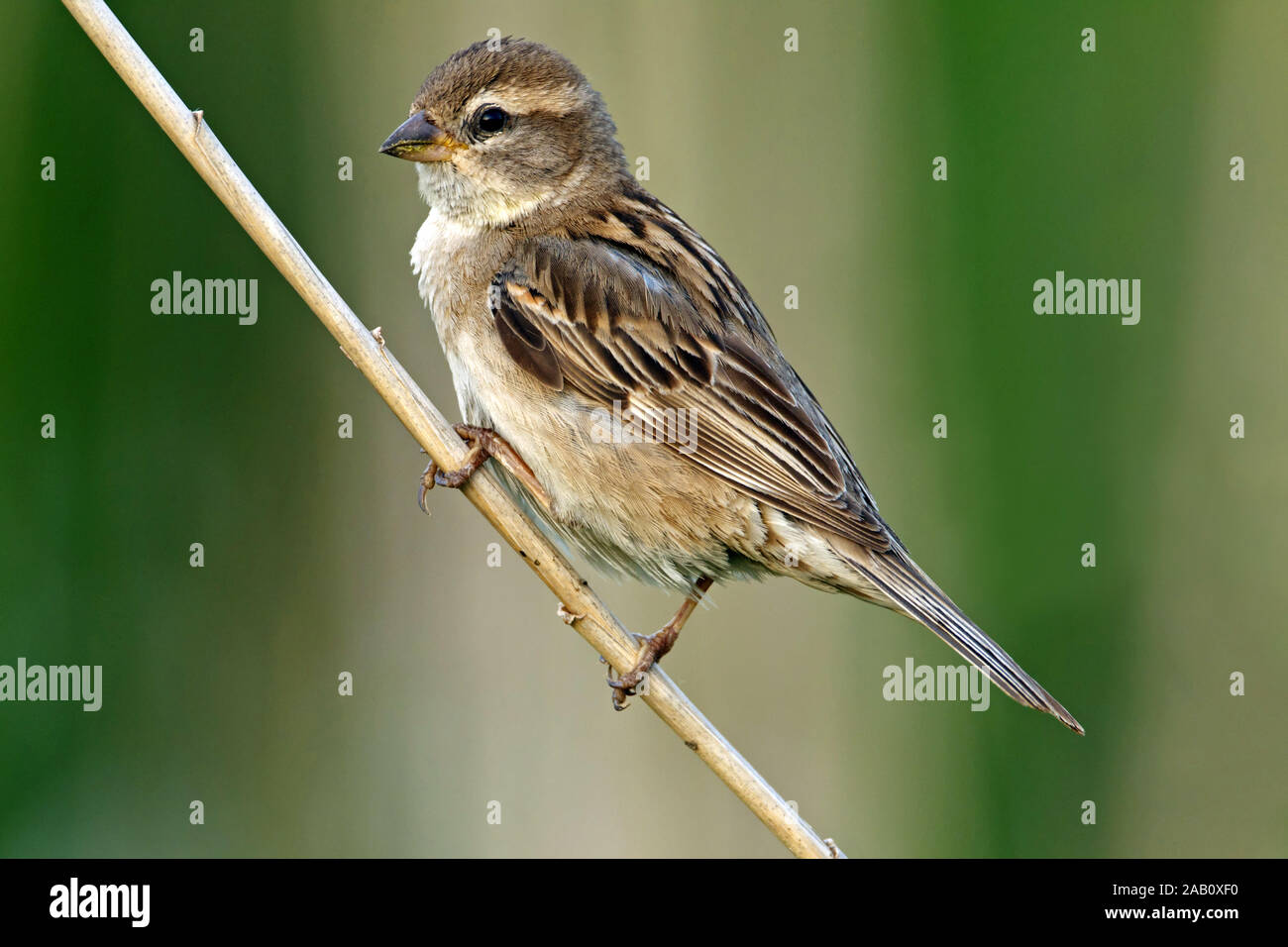 Passer moabiticus hi-res stock photography and images - Alamy
