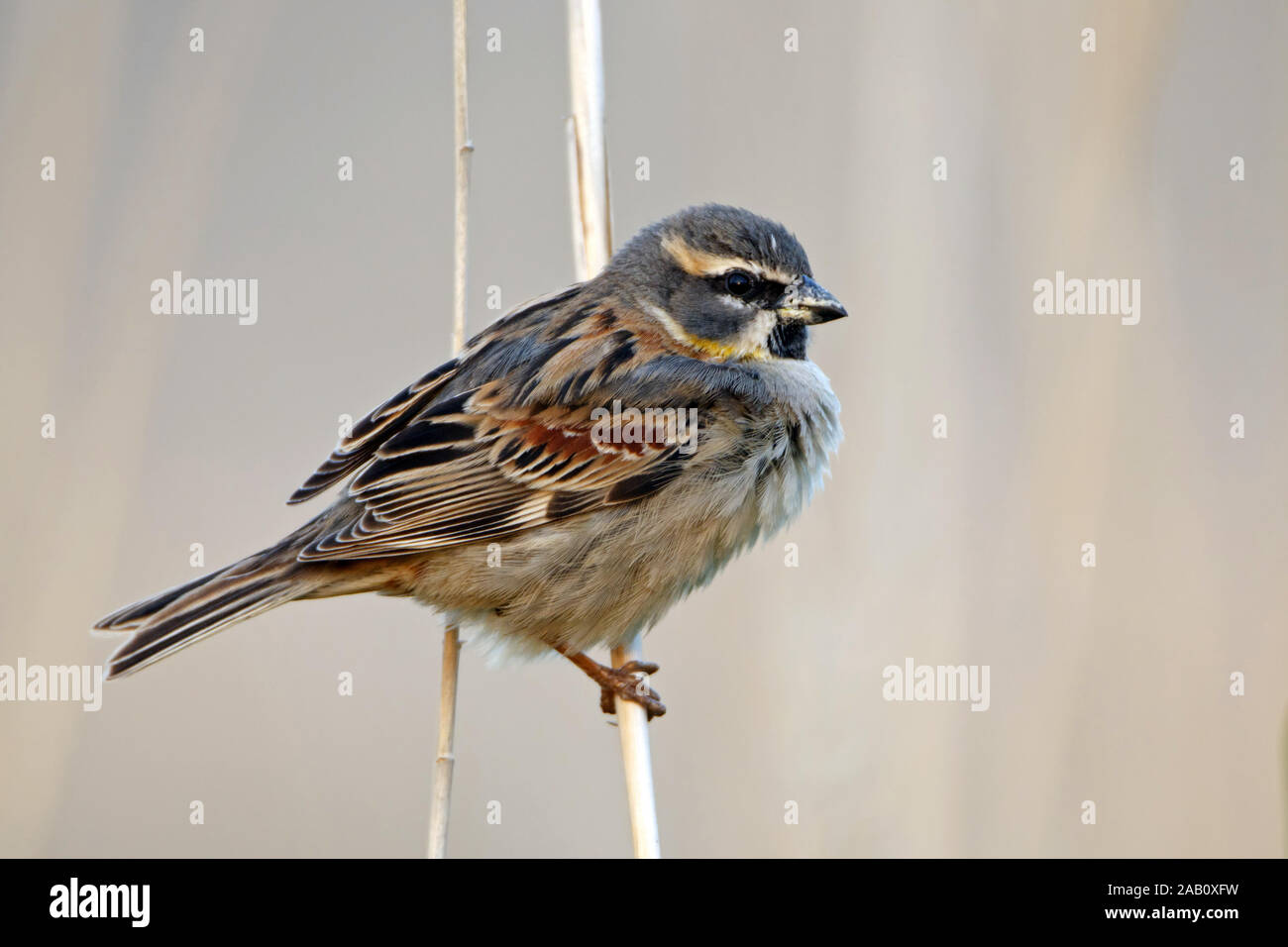 Passer moabiticus hi-res stock photography and images - Alamy