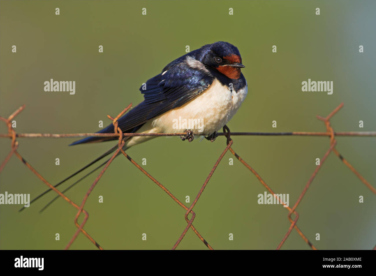 Rauchschwalbe, Hirunda rustica Stock Photo - Alamy
