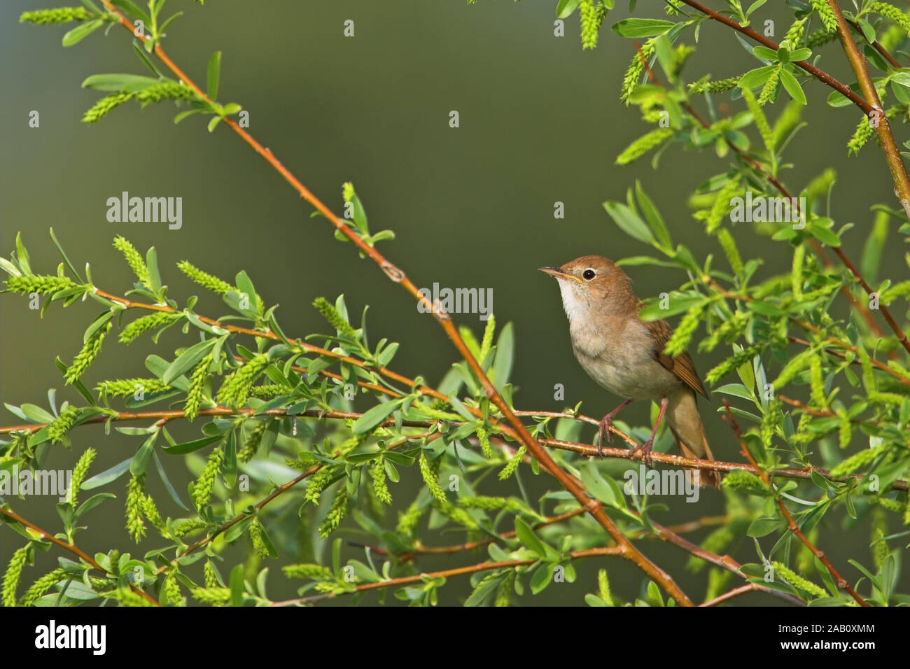 Rossignol hi-res stock photography and images - Alamy