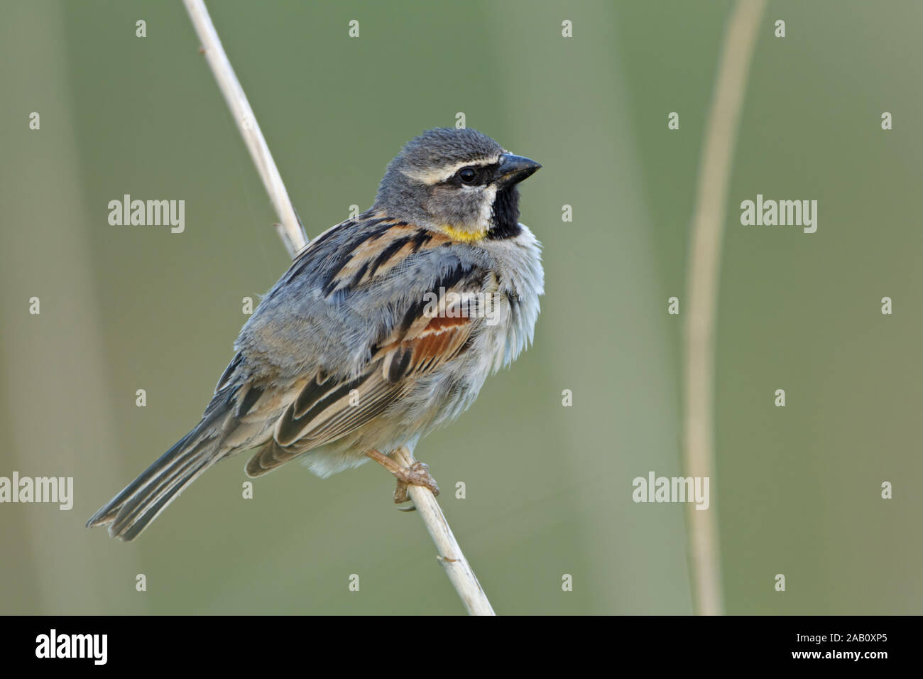 Passer moabiticus hi-res stock photography and images - Alamy