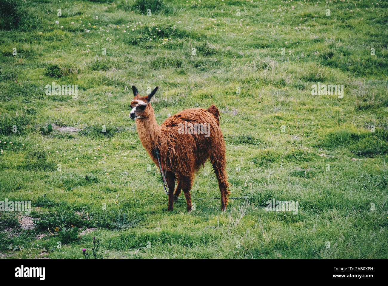 Peru snow lama hi-res stock photography and images - Alamy
