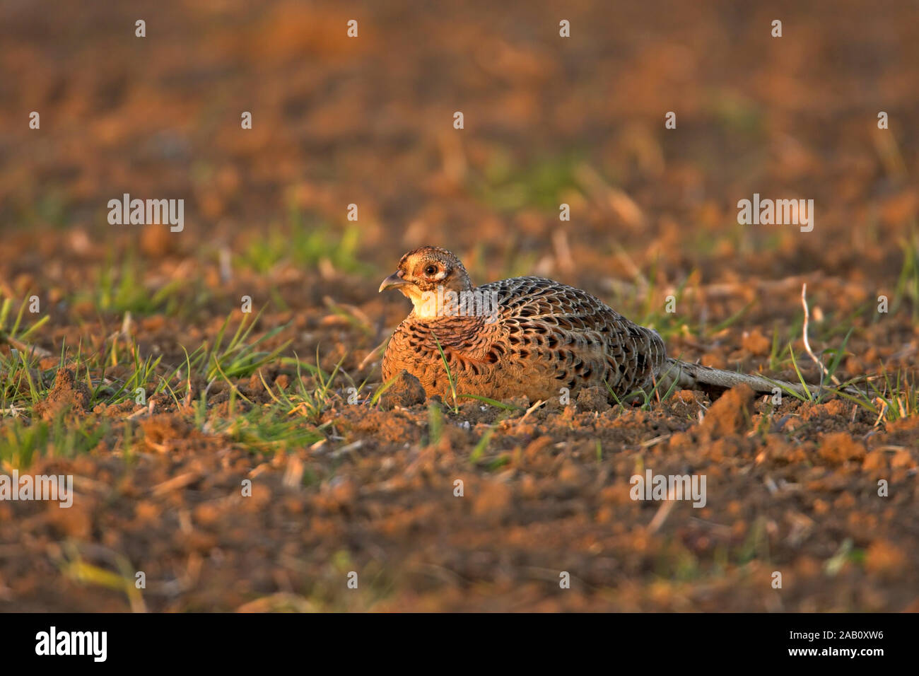 Fasan fliegt hi-res stock photography and images - Alamy