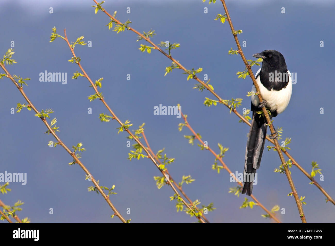 Elster flug nahaufnahme hi-res stock photography and images - Alamy