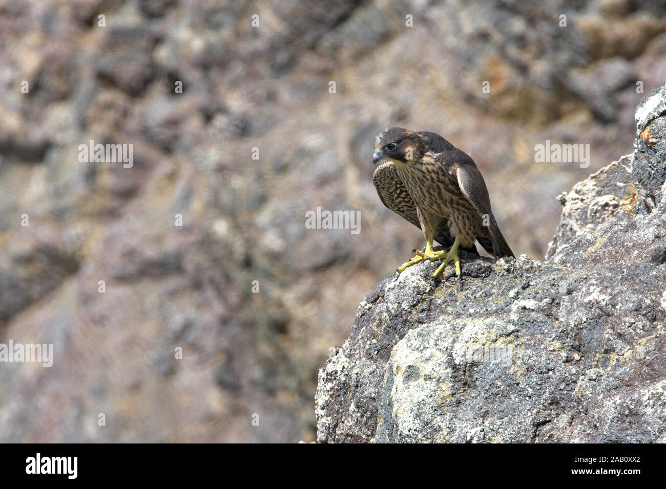 Wanderfalke - Peregrine Falcon Stock Photo - Alamy