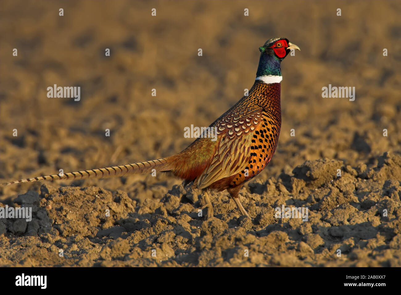 Fasan hi-res stock photography and images - Alamy