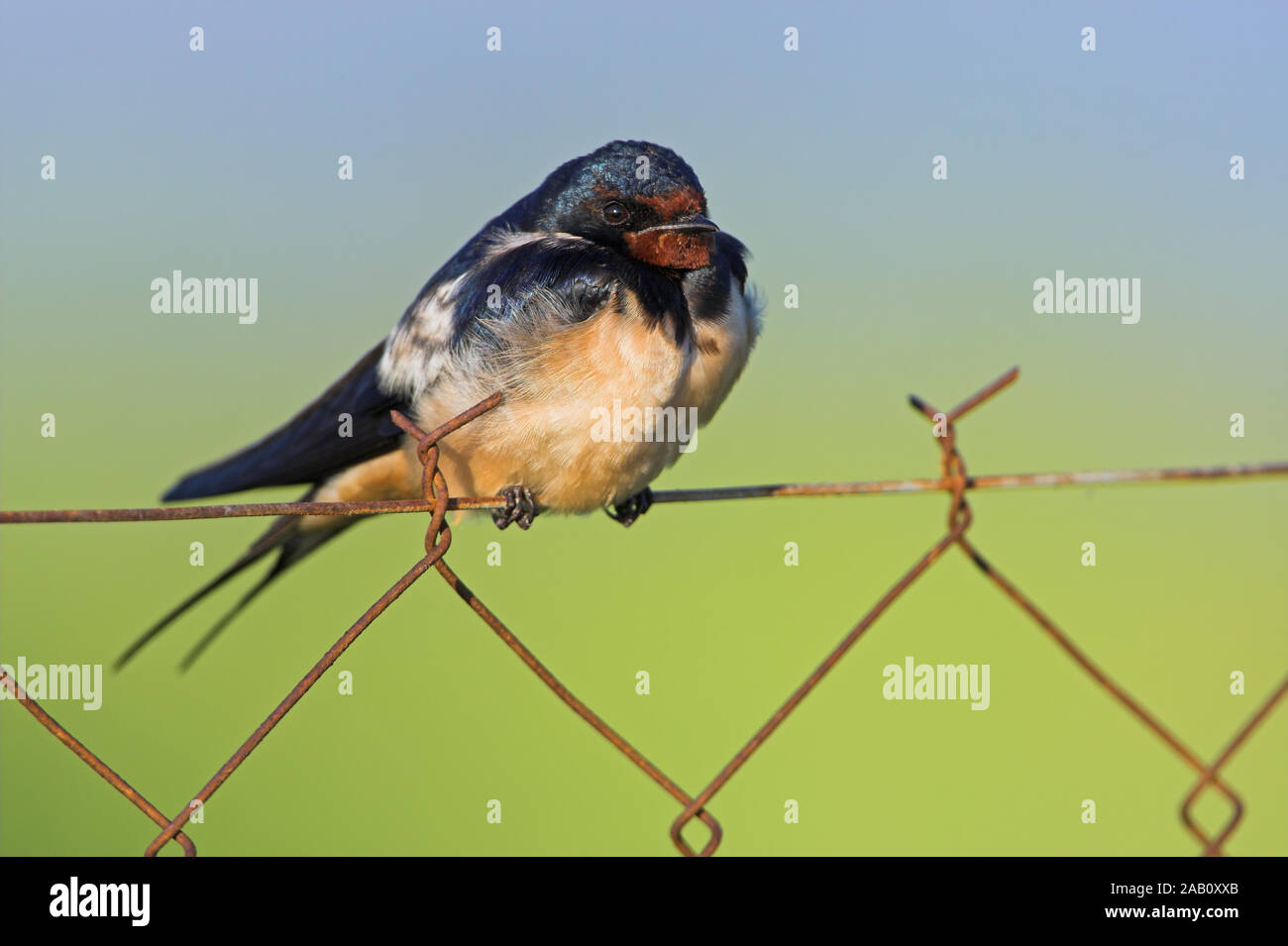 Hirunda rustica hi-res stock photography and images - Alamy