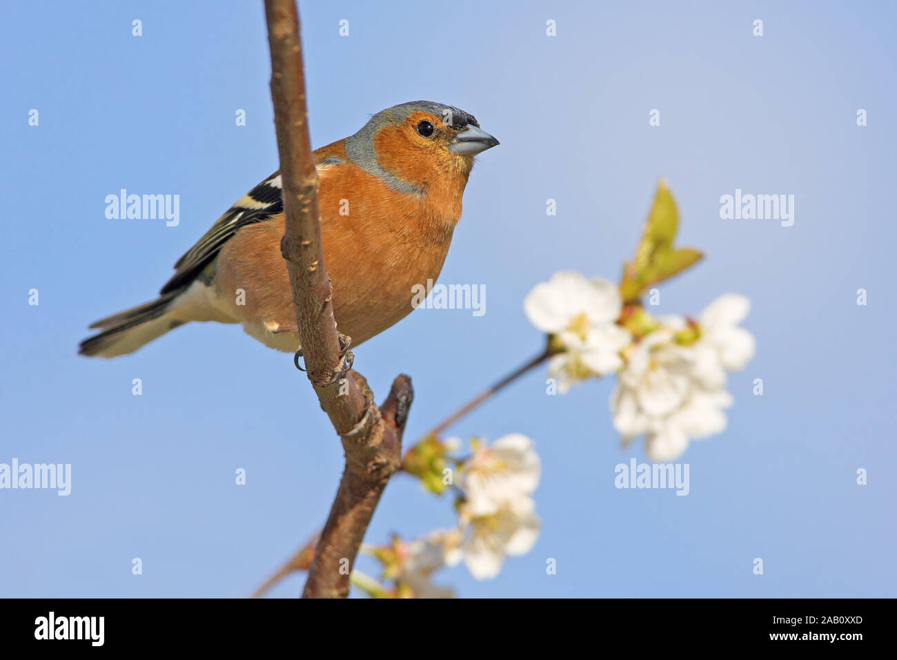 Buchfink flug hi-res stock photography and images - Alamy