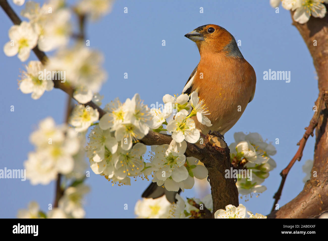 Buchfink flug hi-res stock photography and images - Alamy