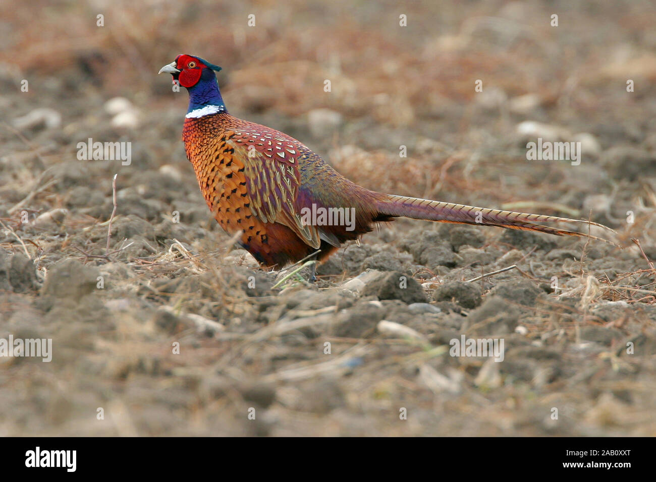 Fasan fliegt hi-res stock photography and images - Alamy