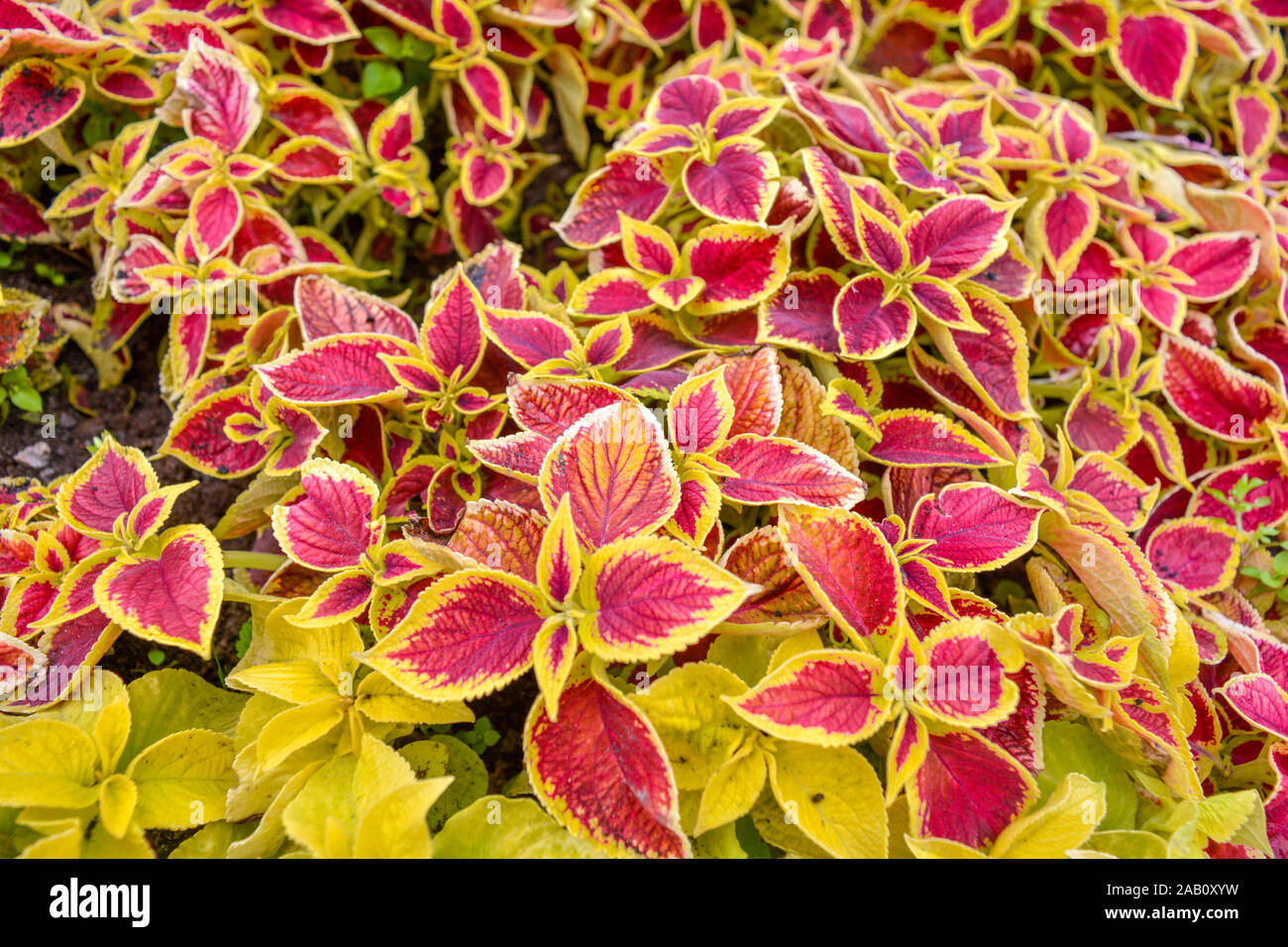 Decorative garden coleus plants with bright red leaves cover themselves ...