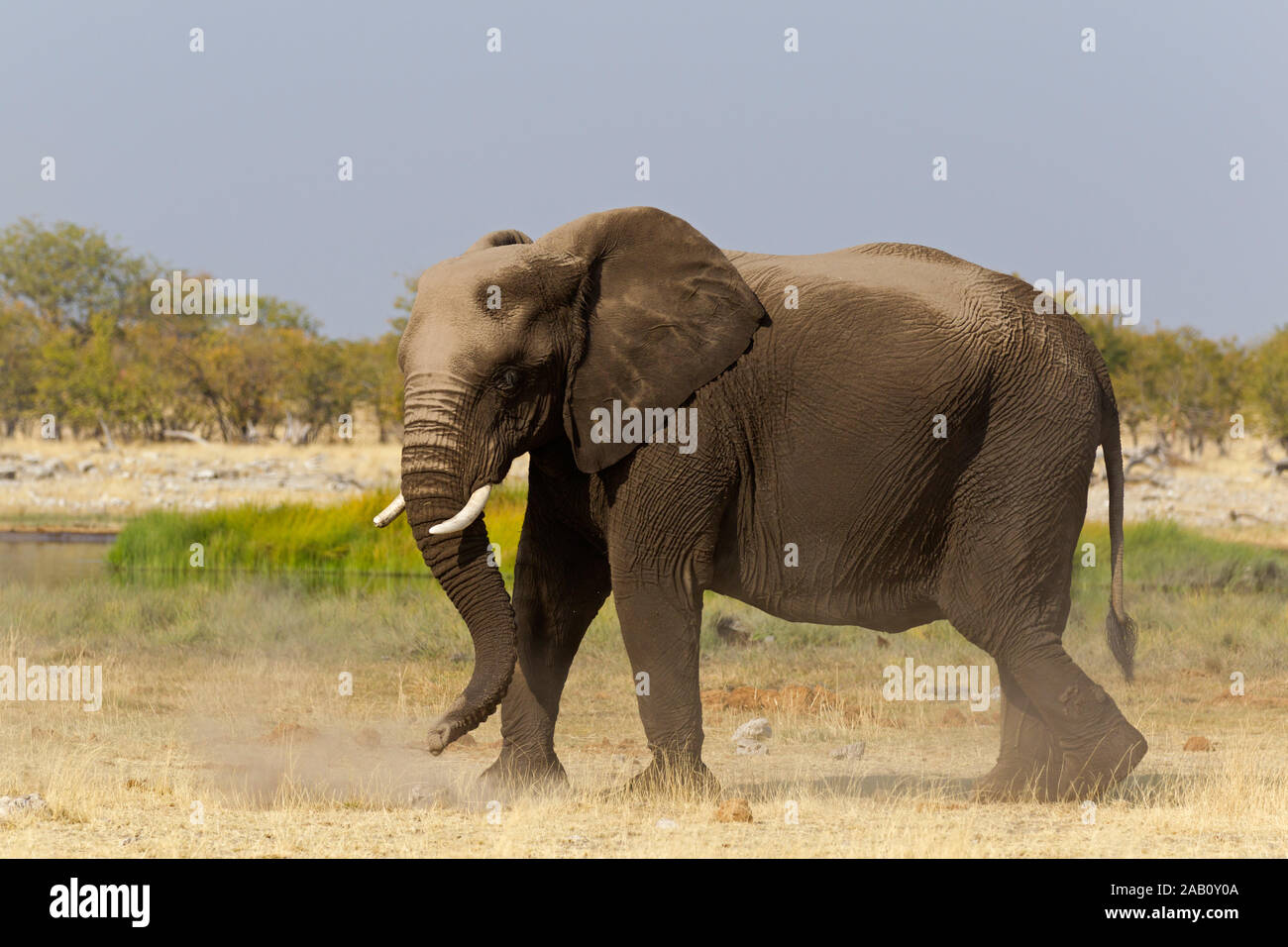 Afrikanischer Elefant, Loxodonta africana, African Bush Elephant ...