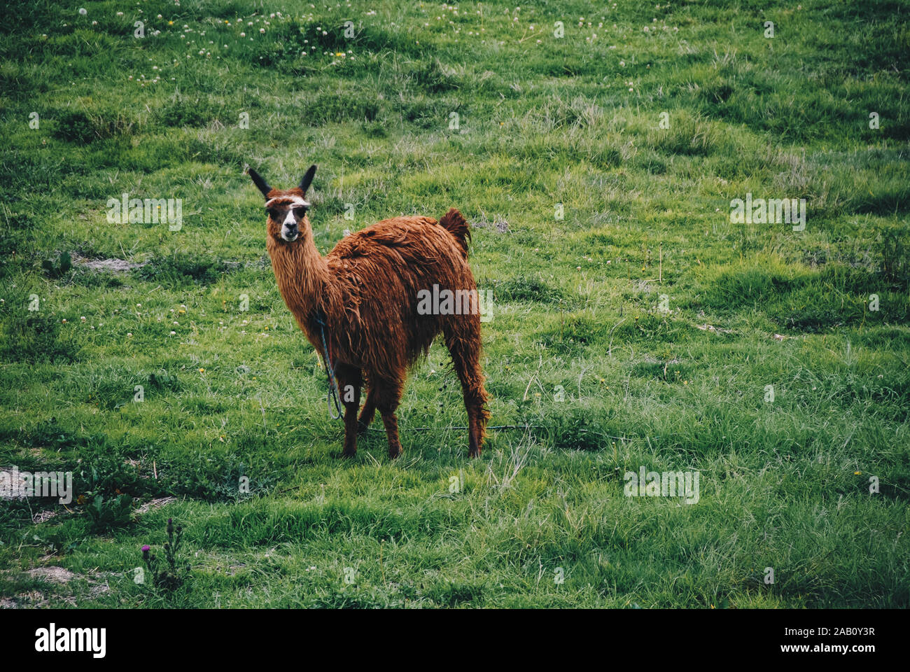 Peru snow lama hi-res stock photography and images - Alamy