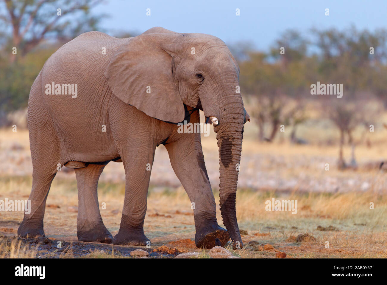 éléphant de savane dafrique hi-res stock photography and images - Alamy