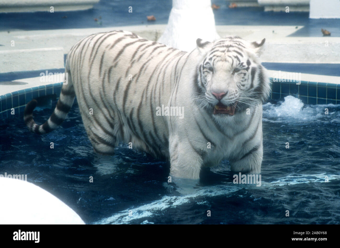 Las Vegas, Nevada, USA 11th March 1995 A Royal White Tiger at Siegfried ...