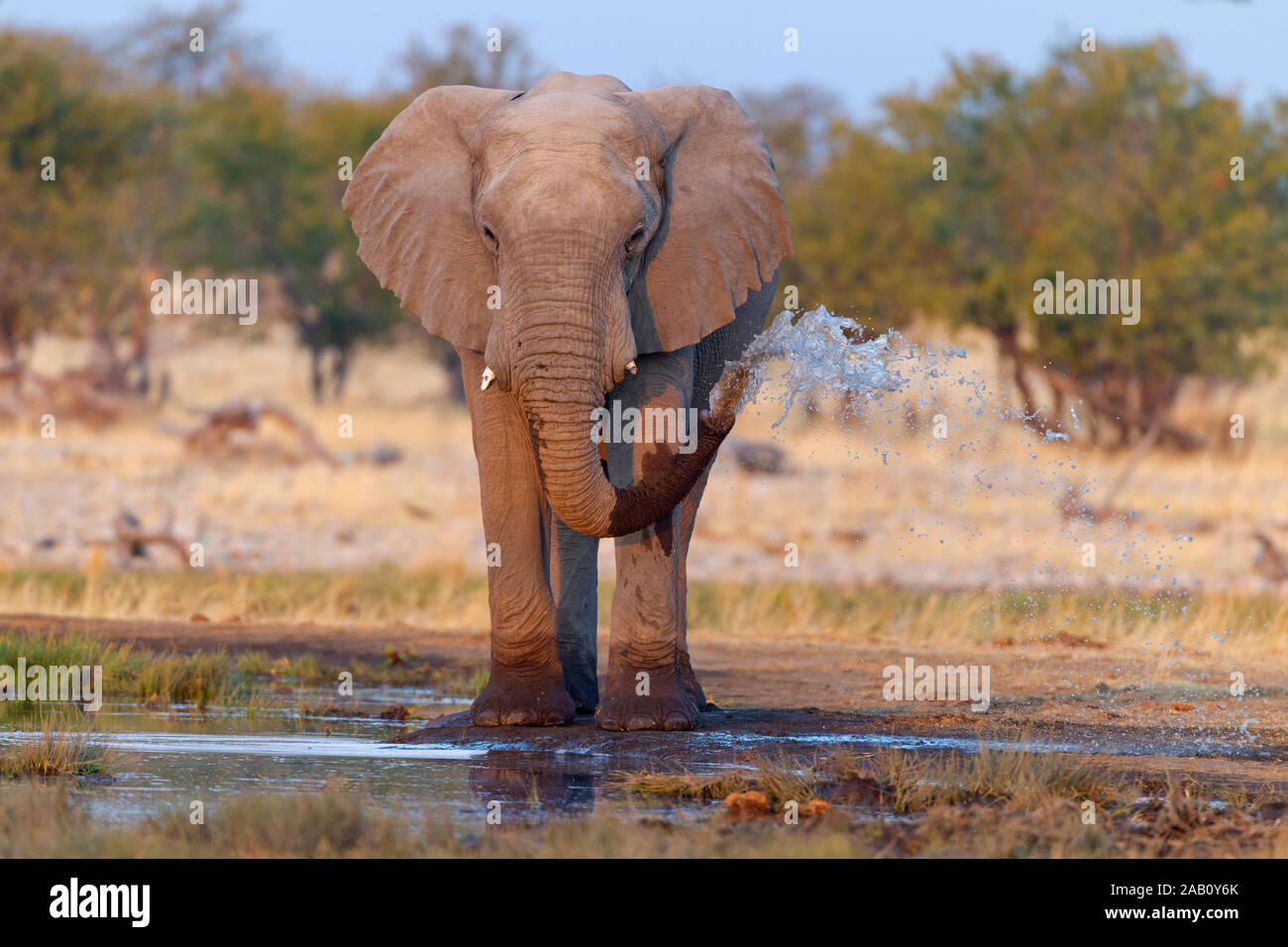 Afrikanischer Elefant, Loxodonta africana, African Bush Elephant ...