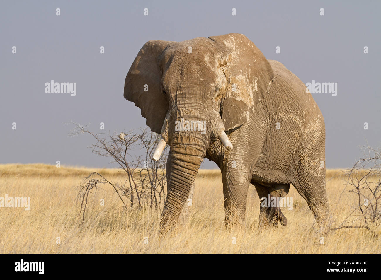 Afrikanischer Elefant, Loxodonta africana, African Bush Elephant ...