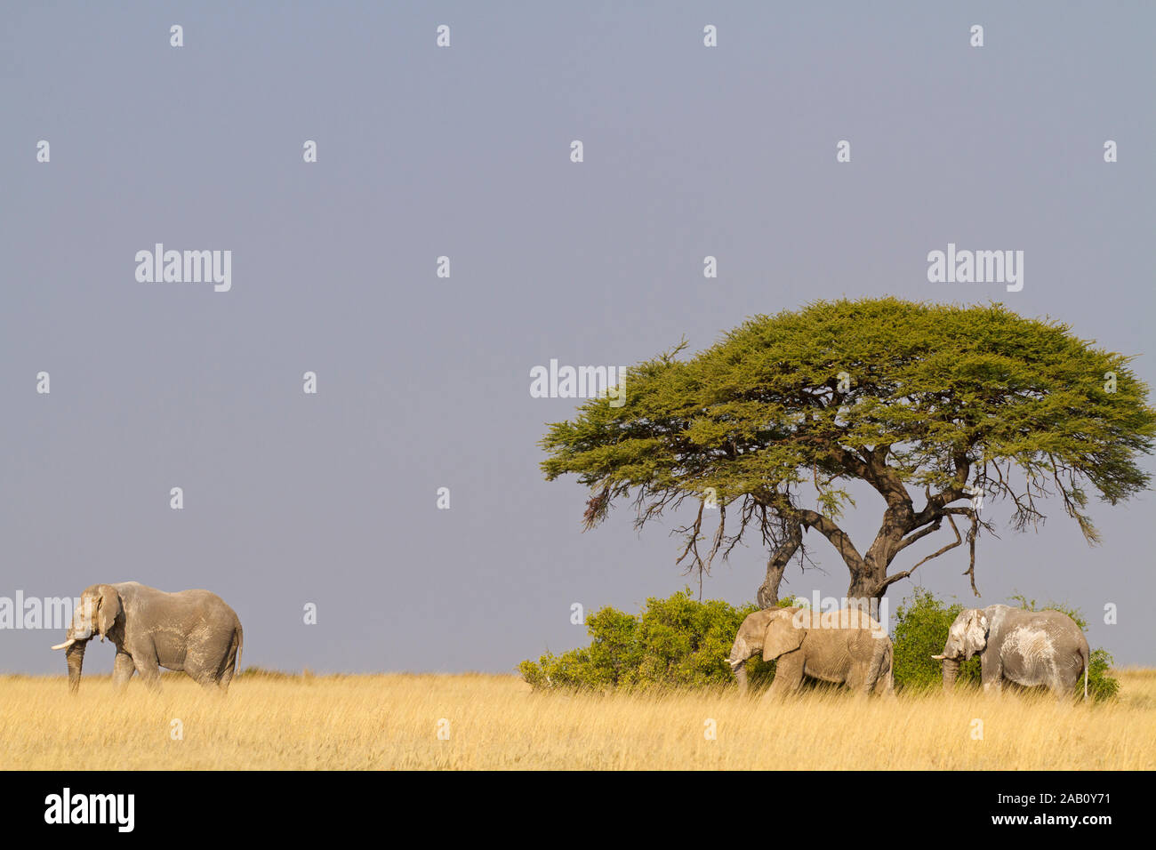 Afrikanischer Elefant, Loxodonta africana, African Bush Elephant ...