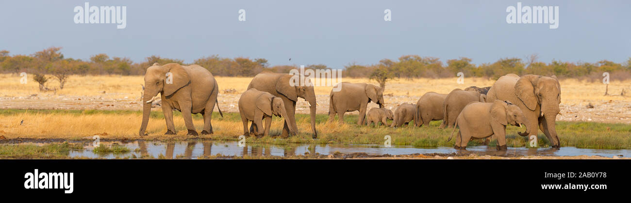 Afrikanischer Elefant, Loxodonta africana, African Bush Elephant ...