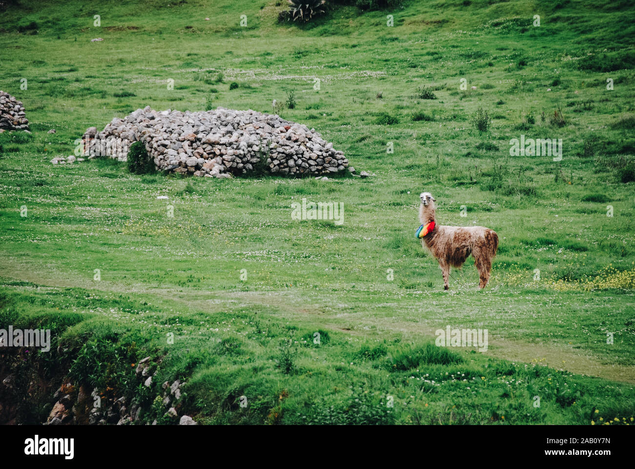 Peru snow lama hi-res stock photography and images - Alamy