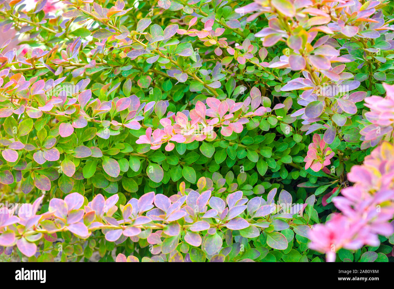 Garden ornamental bush with long single branches growing from the ...