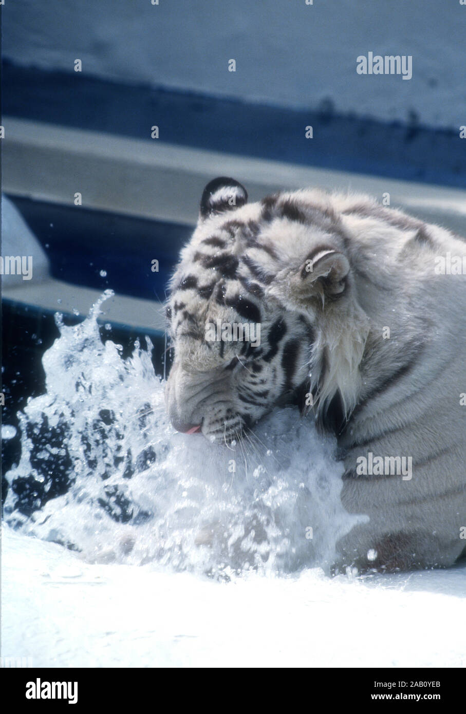 Las Vegas, Nevada, USA 11th March 1995 A Royal White Tiger at Siegfried ...