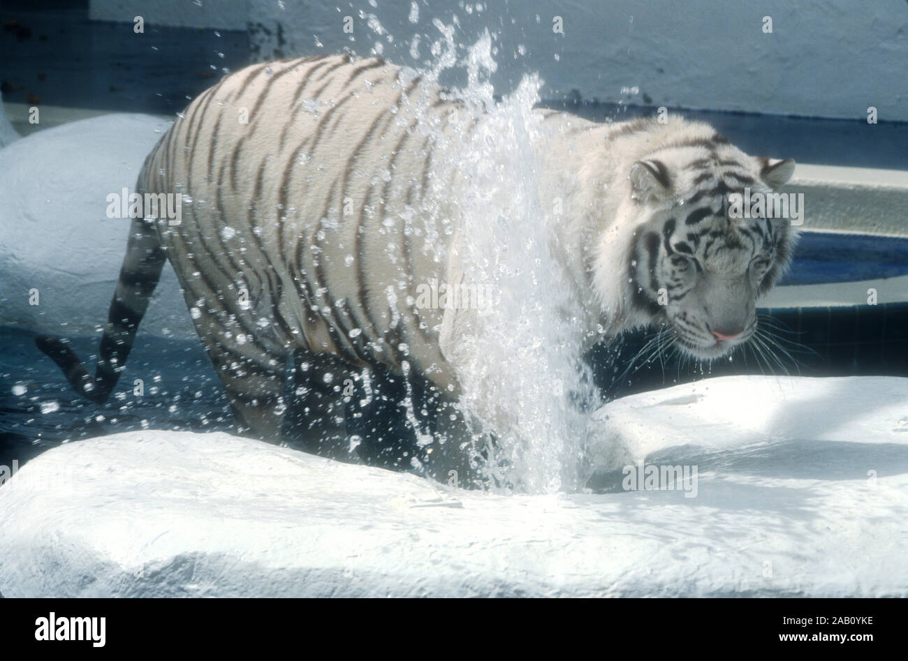 Las Vegas, Nevada, USA 11th March 1995 A Royal White Tiger at Siegfried ...