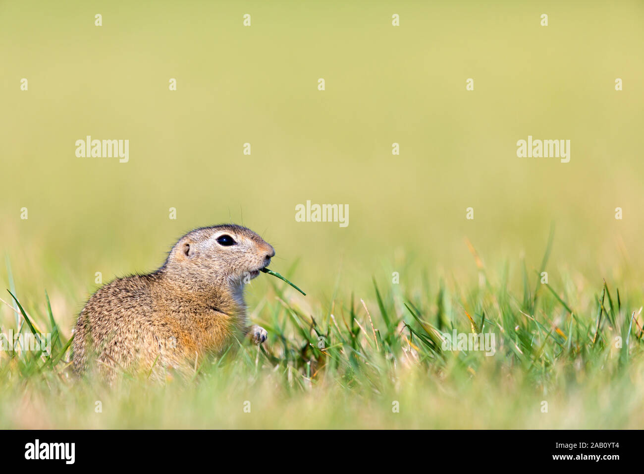 Tiesel, Spermophilus citellus Stock Photo - Alamy