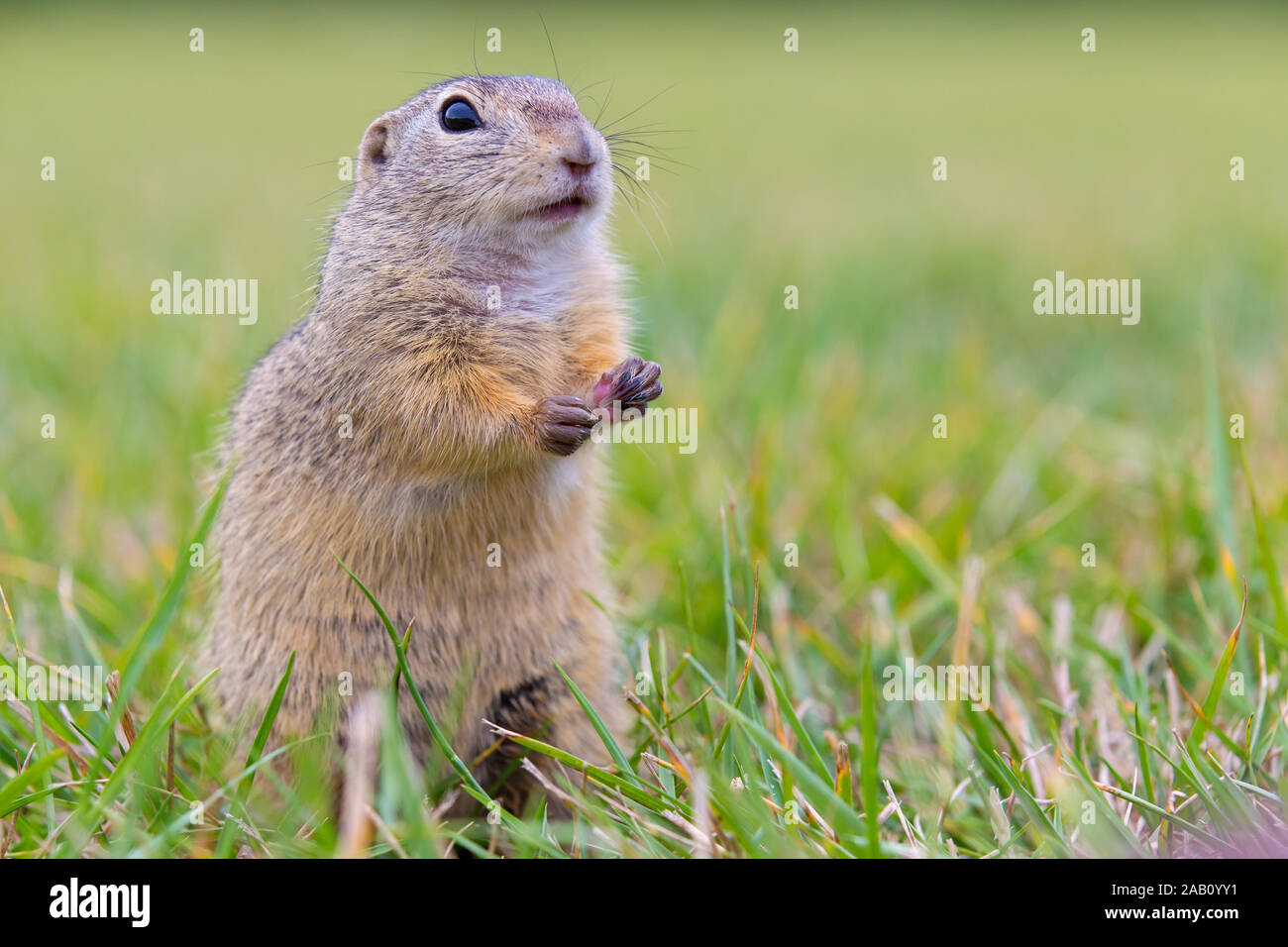 Tiesel, Spermophilus citellus Stock Photo - Alamy