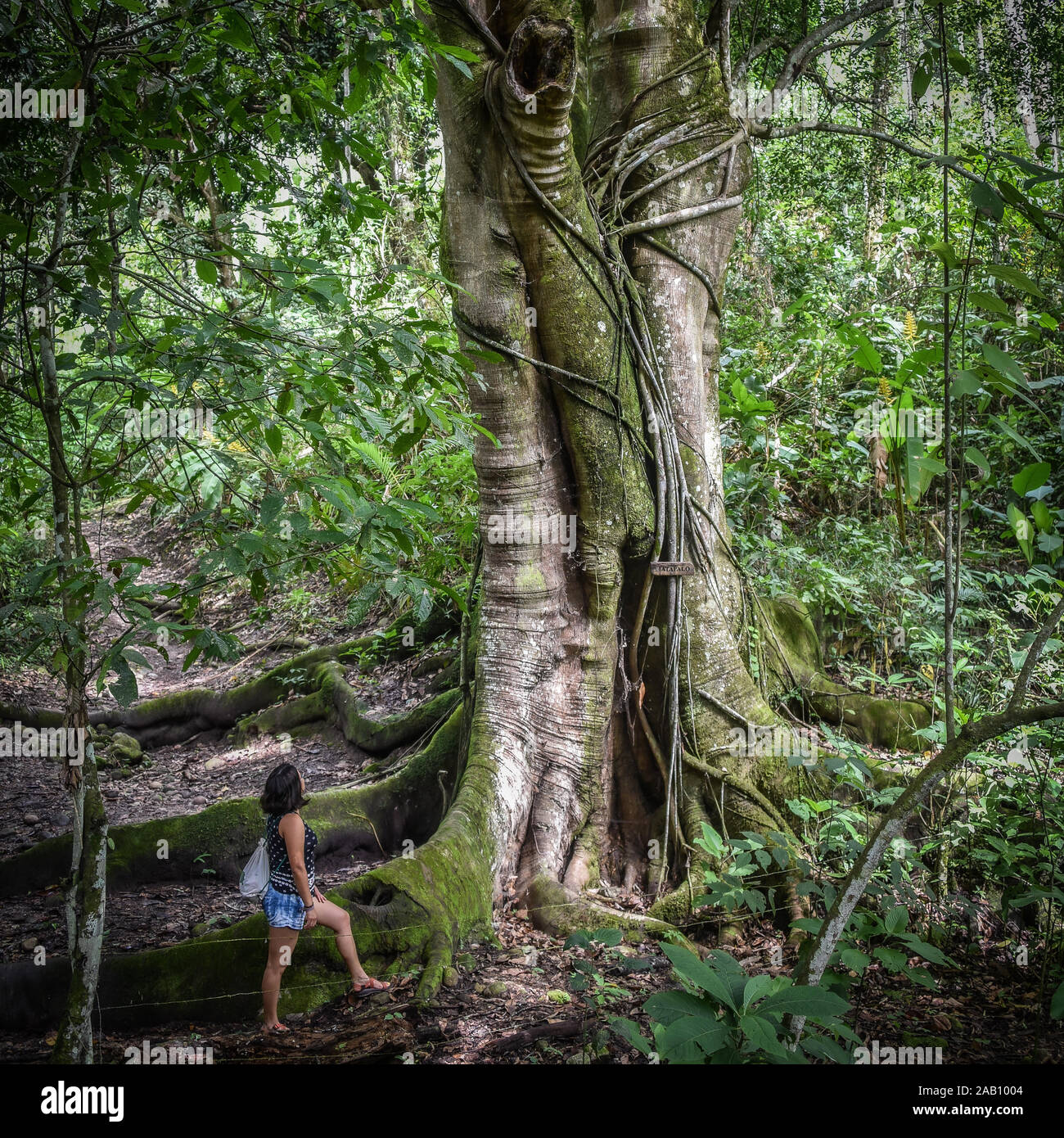 La Merced, Junin - Jan 1, 2019: A girl looks up at a giant Ceiba tree ...