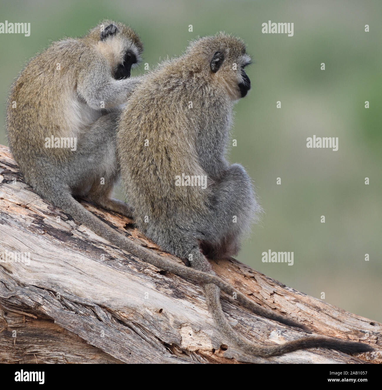 Vervet monkeys (Chlorocebus pygerythrus) grooming. Tarangire National ...