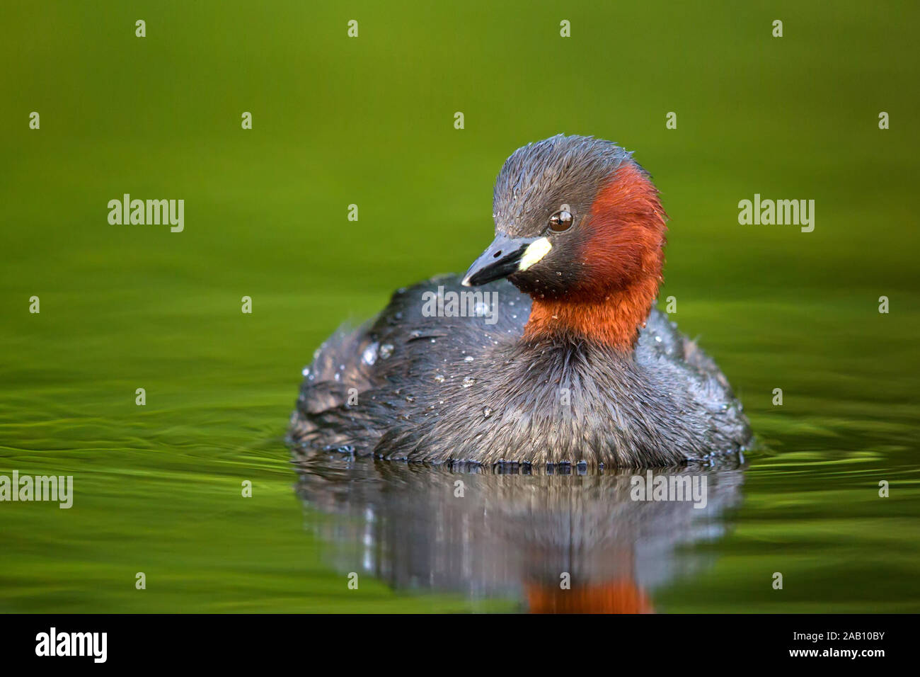 Zwergtaucher, Podiceps ruficollis Stock Photo - Alamy