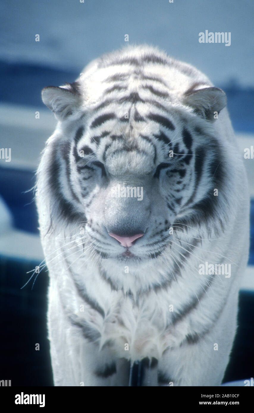 Las Vegas, Nevada, USA 11th March 1995 A Royal White Tiger at Siegfried ...