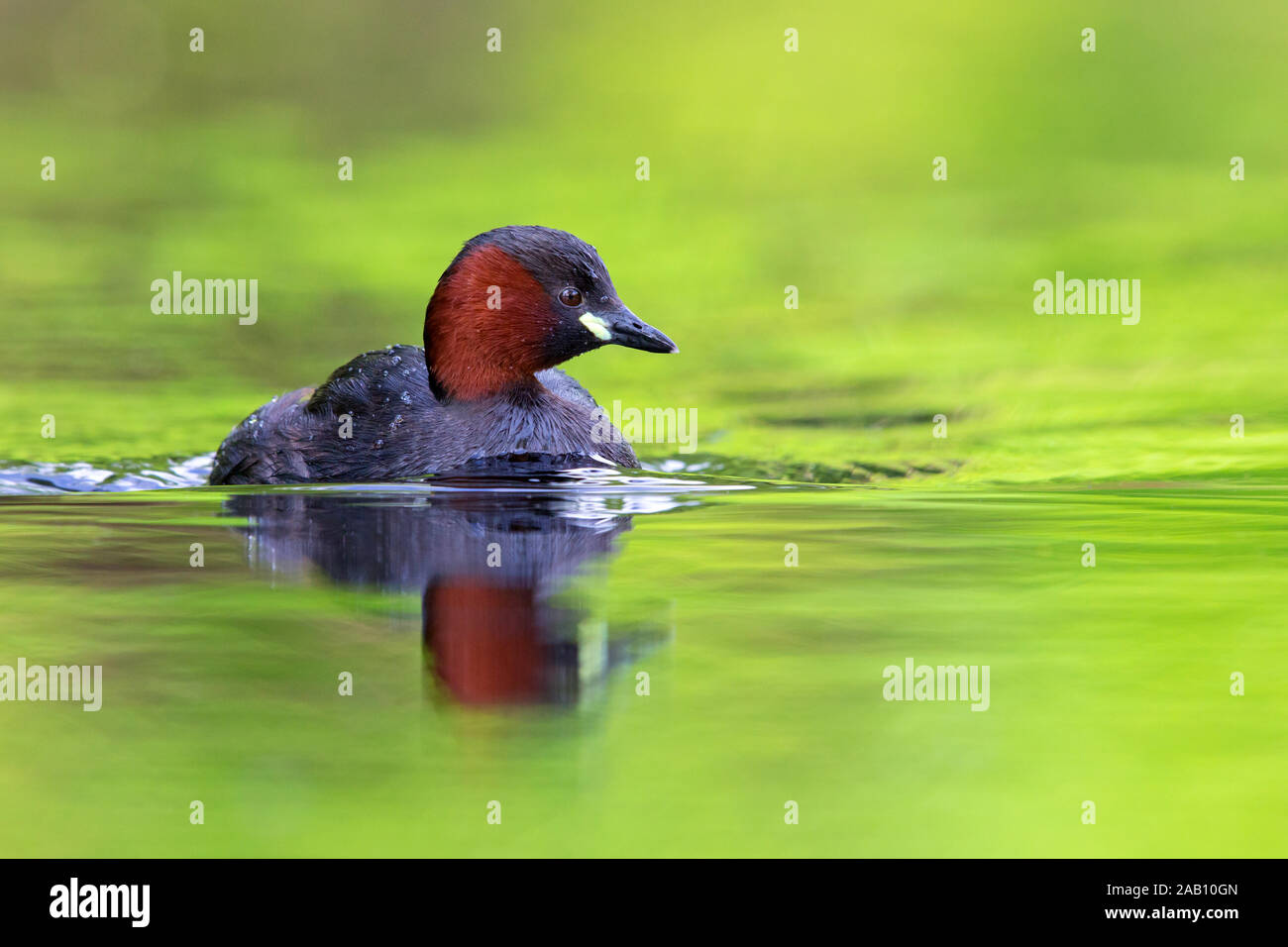 Podiceps ruficollis hi-res stock photography and images - Alamy