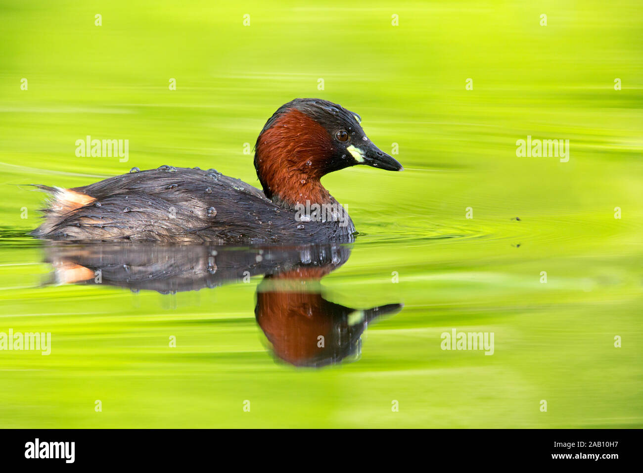 Podiceps ruficollis hi-res stock photography and images - Alamy