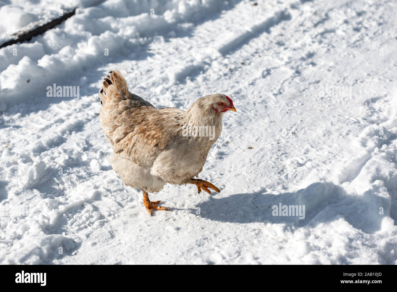 Chicken coop if field High Resolution Stock Photography and Images - Alamy