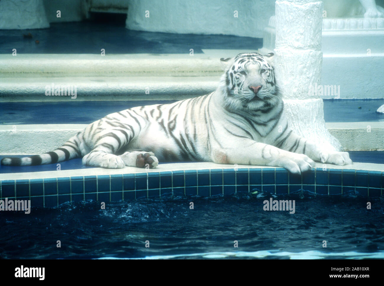 Las Vegas, Nevada, USA 11th March 1995 A Royal White Tiger at Siegfried ...