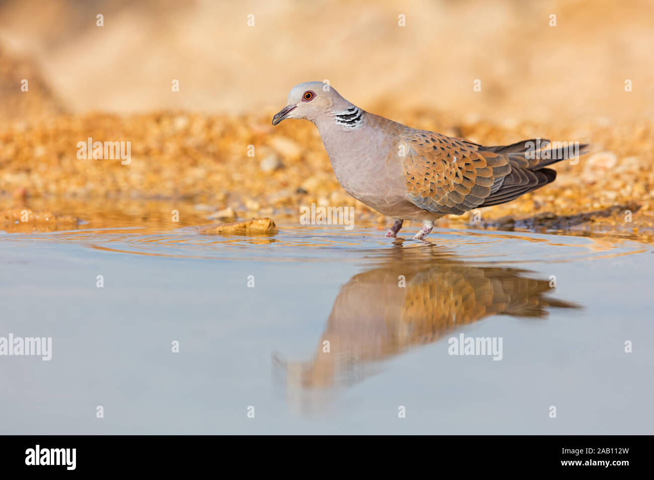 Turteltaube, Turtle Dove, European Turtle Dove, European Turtle-Dove, Streptopelia turtur ...