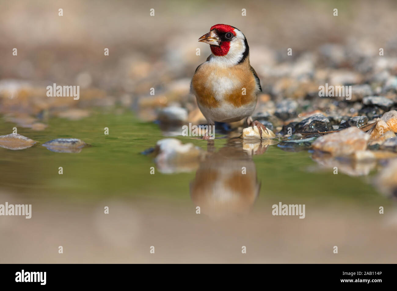 Distelfink hi-res stock photography and images - Alamy