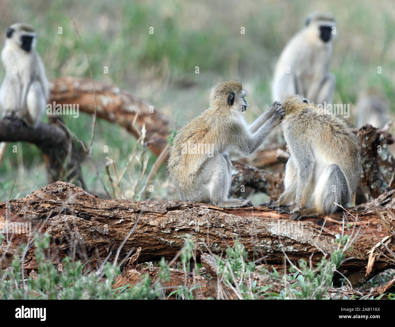 Monkeys social grooming hi-res stock photography and images - Alamy