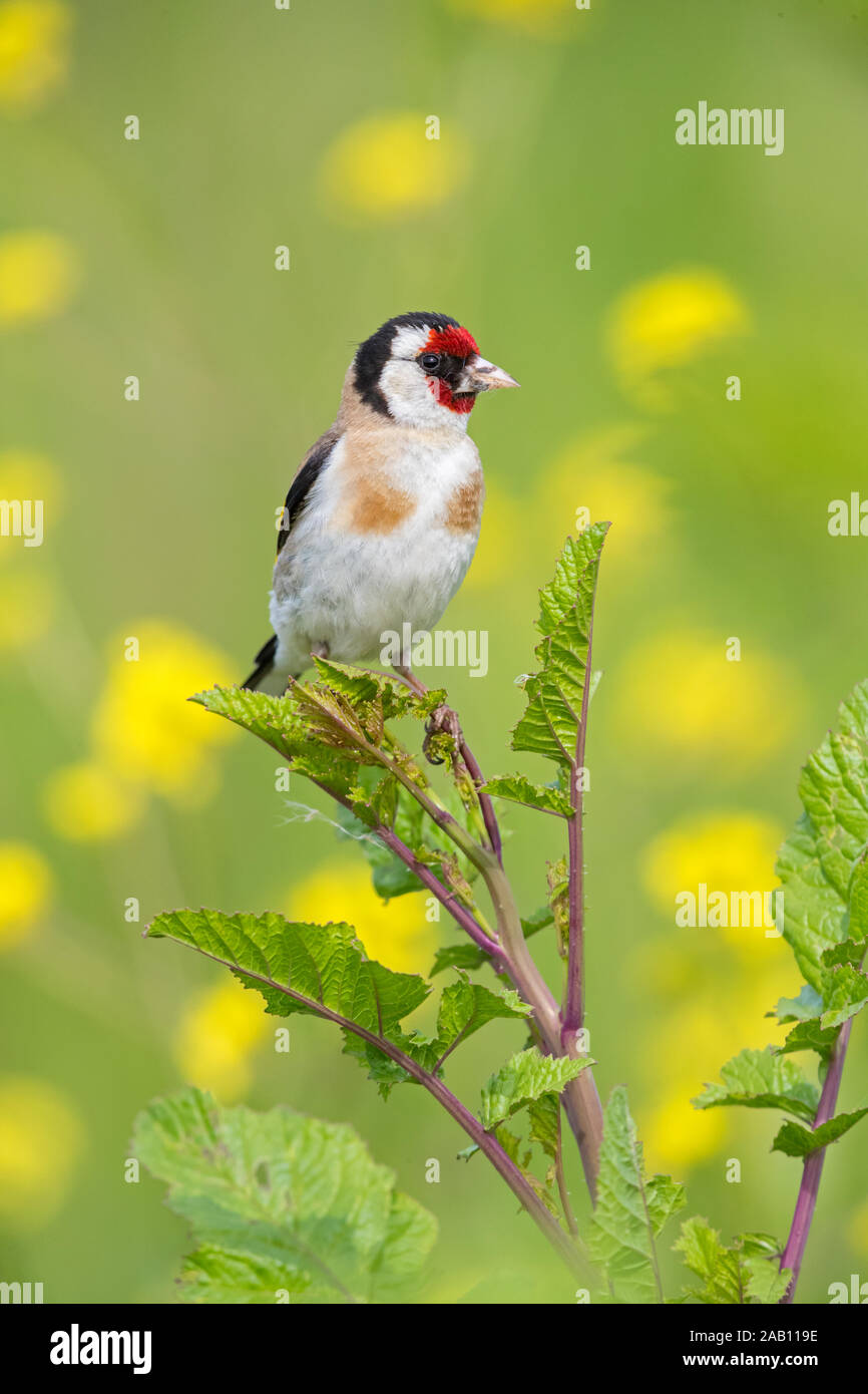 Distelfink hi-res stock photography and images - Alamy