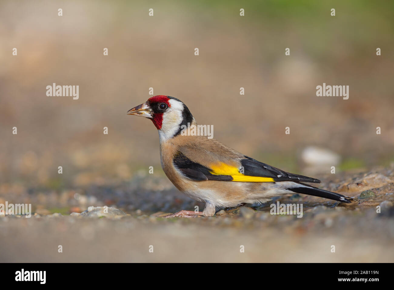 Stieglitz, Distelfink, Carduelis carduelis Stock Photo - Alamy