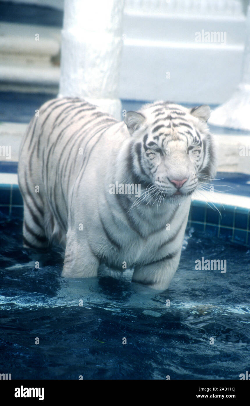 Las Vegas, Nevada, USA 11th March 1995 A Royal White Tiger at Siegfried ...