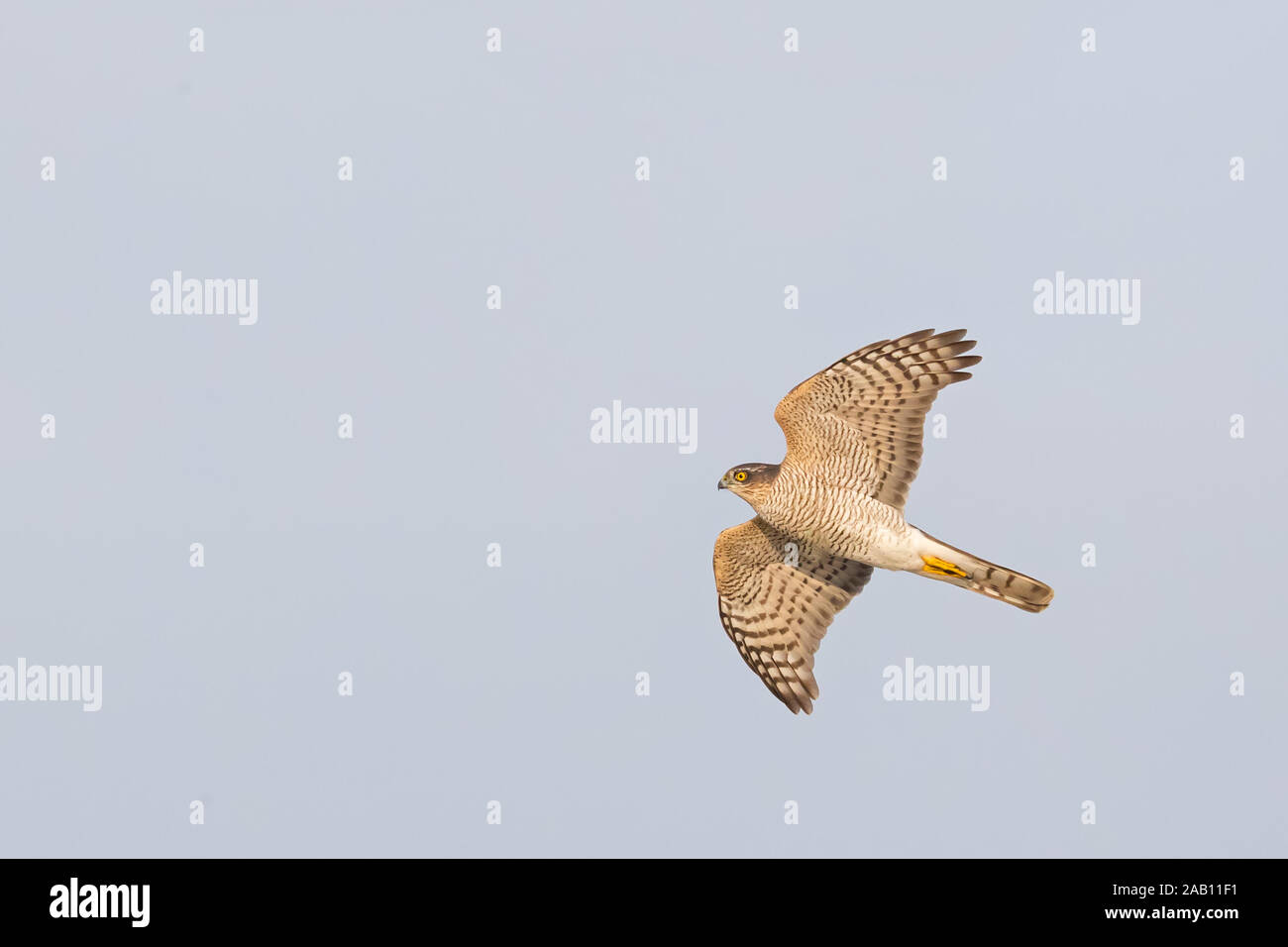 Sperber hi-res stock photography and images - Alamy