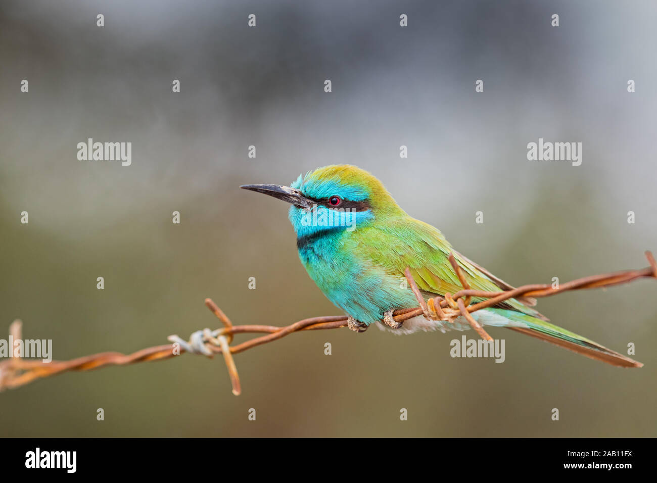 Smaragdspint, Merops orientalis Stock Photo - Alamy
