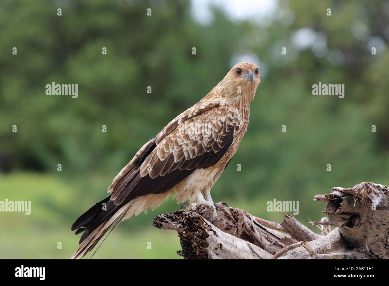 Pormpuraaw hi-res stock photography and images - Alamy